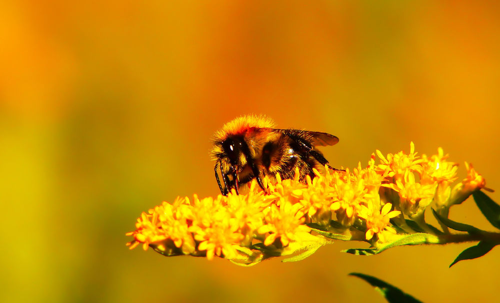 Forests as bee sanctuaries