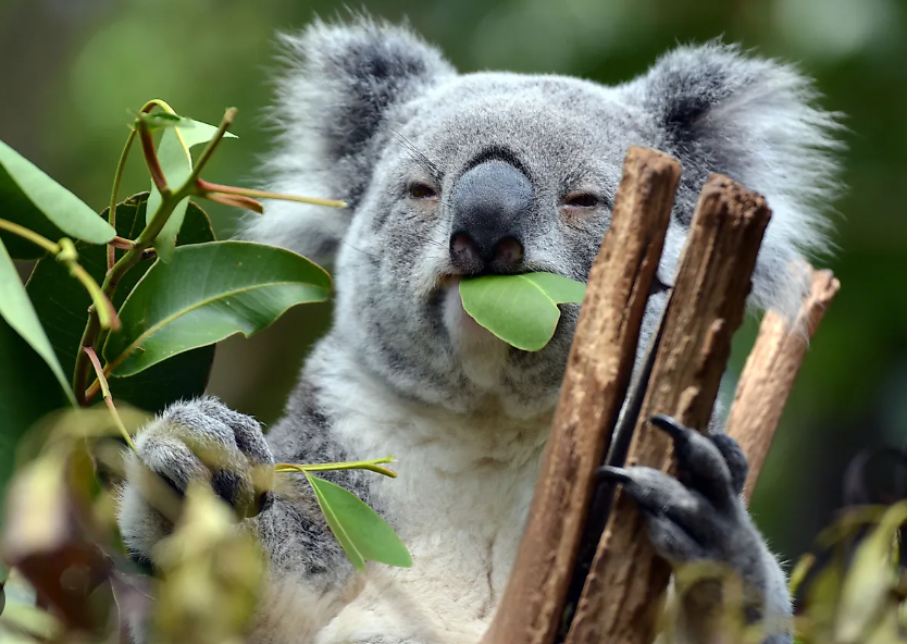 Koala’s Food