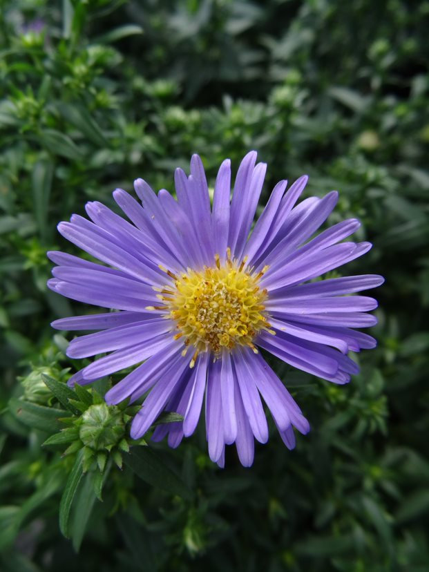 Aster dumosus 'Wood's Light Blue' Aster @ DMF Gardens