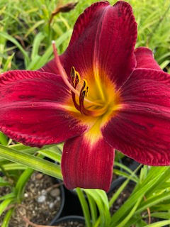 Hemerocallis 'Ruby Stella' Daylily @ DMF Gardens