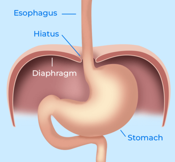 does diaphragm affect breathing