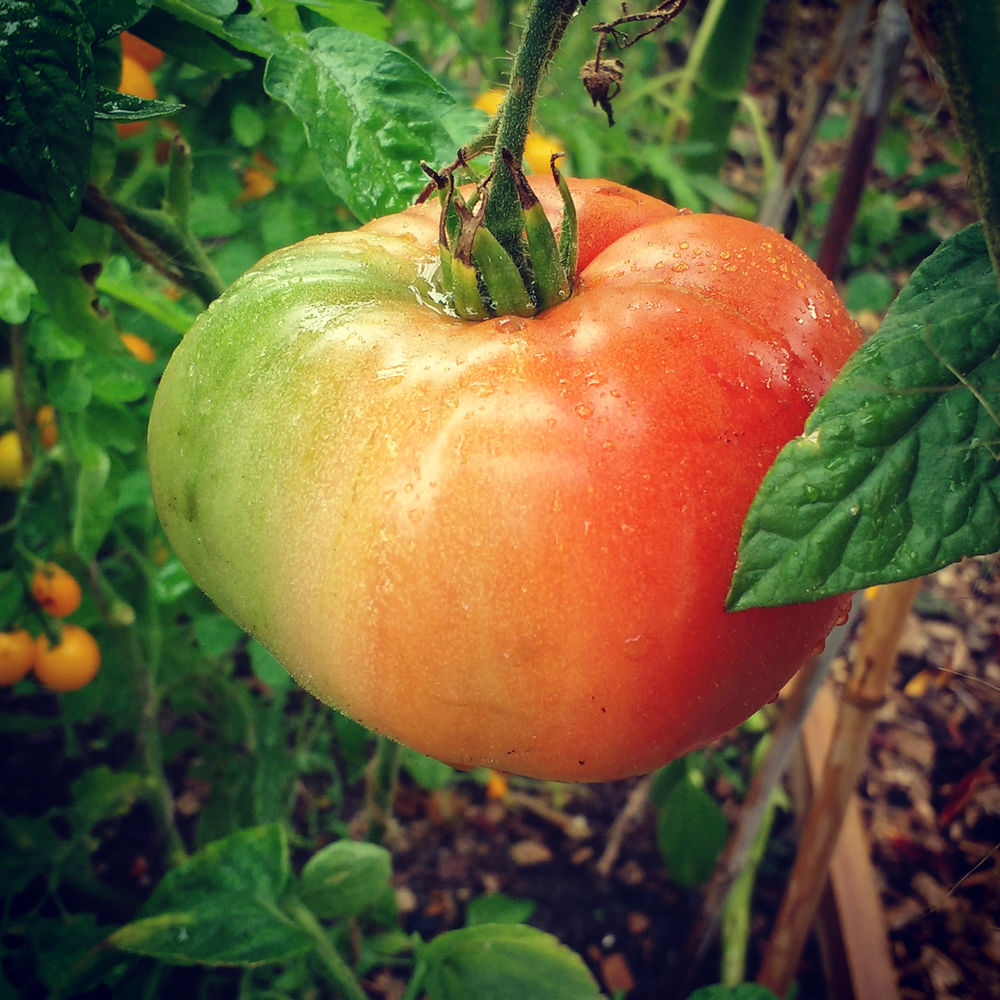 My top tips to grow tomatoes in the UK