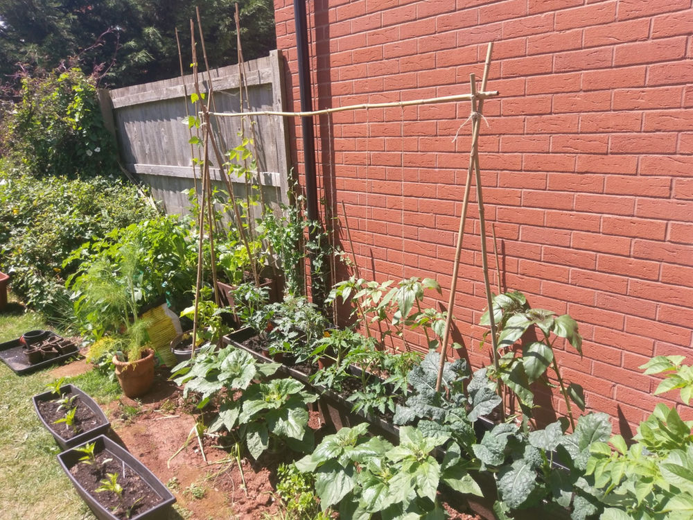 How to grow food in a tiny garden