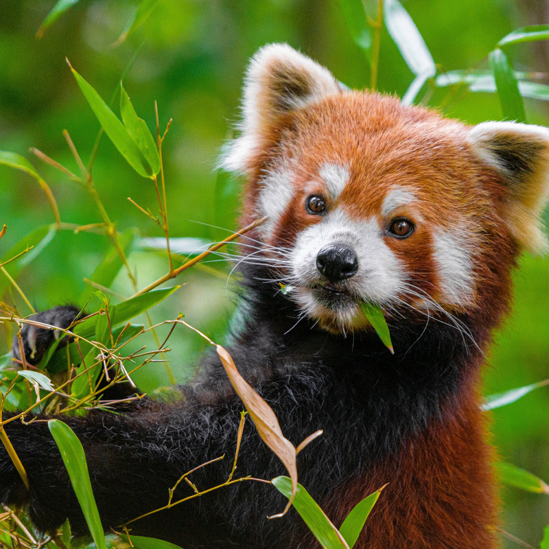 The Red Panda vs. The Giant Panda 🐼 🐾: A Tale of Two Unique Creatures