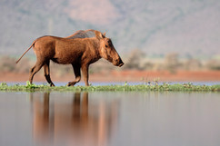 Mammals | Mike Lane wildlife photography