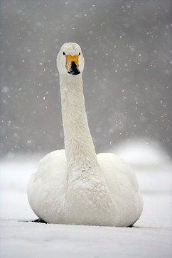 Birds | Mike Lane wildlife photography