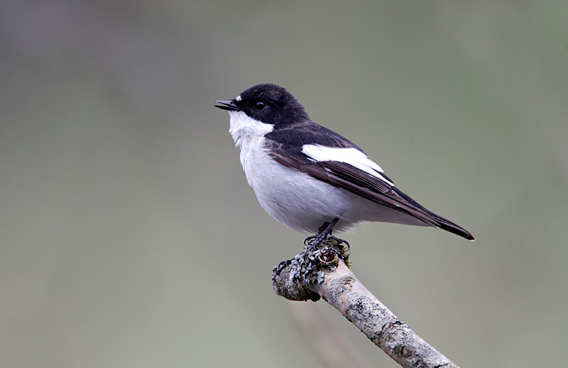 Pied flycatcher