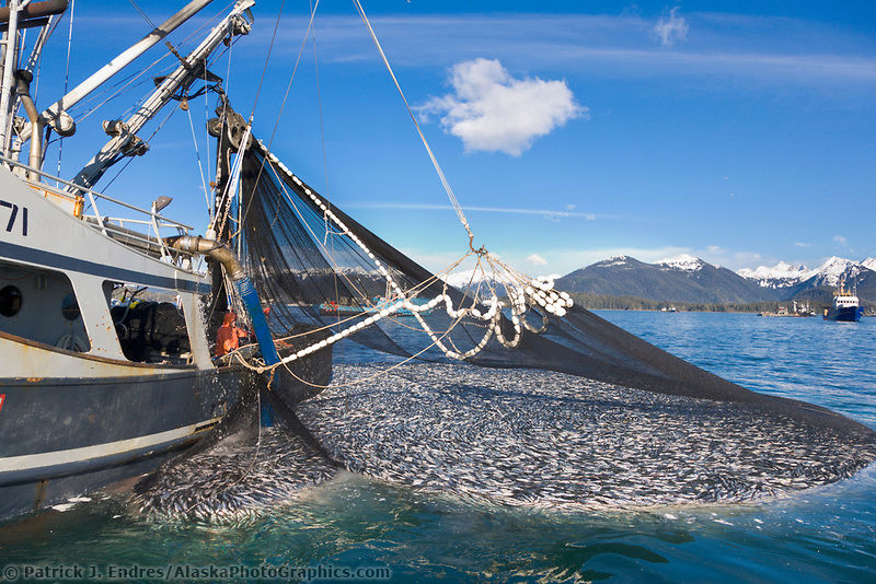 One Fish, Two Fish, Wild Caught or Farmed Fish?