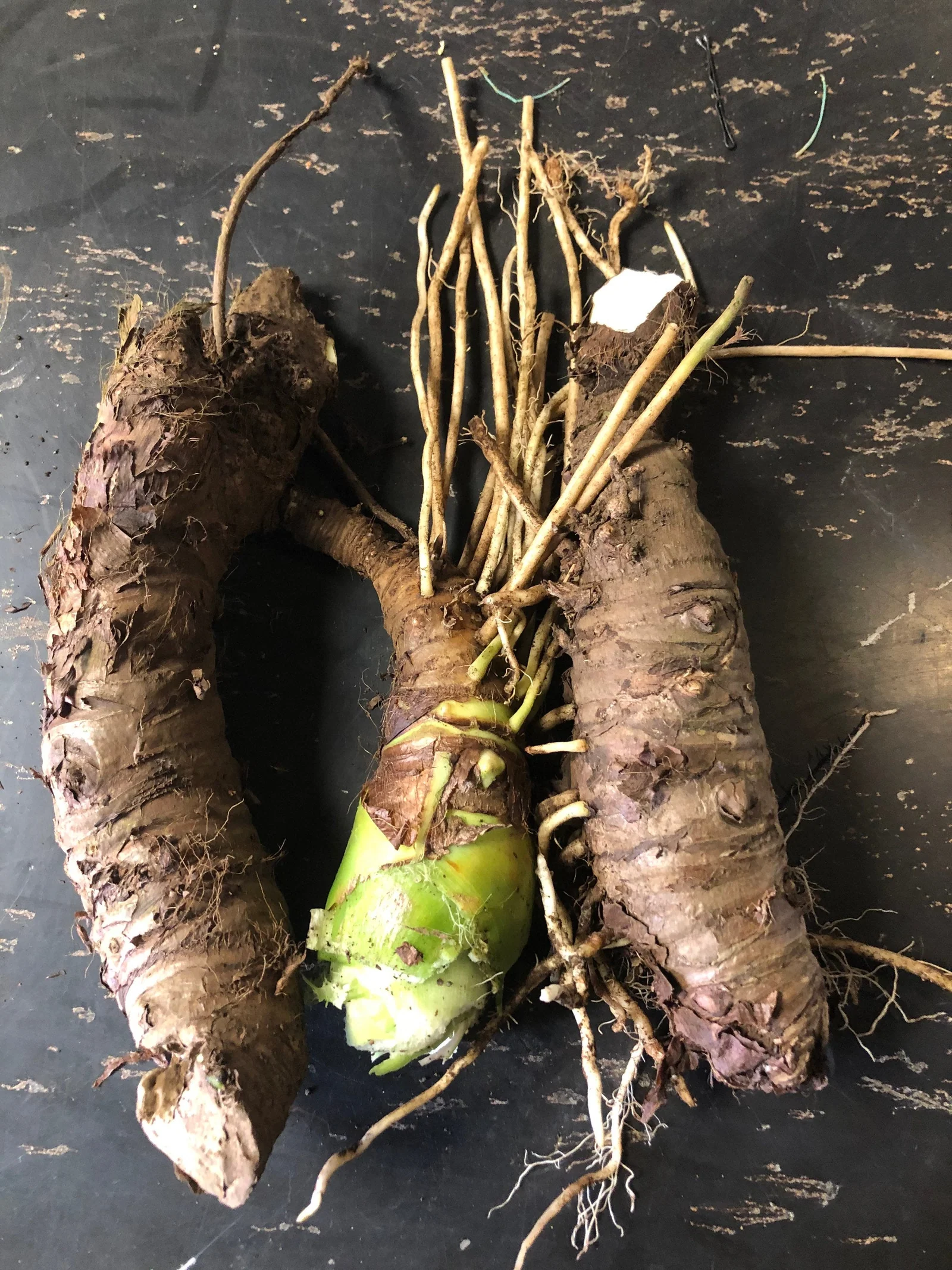 Hawaii Island Roots | Rooster Farms Coffee