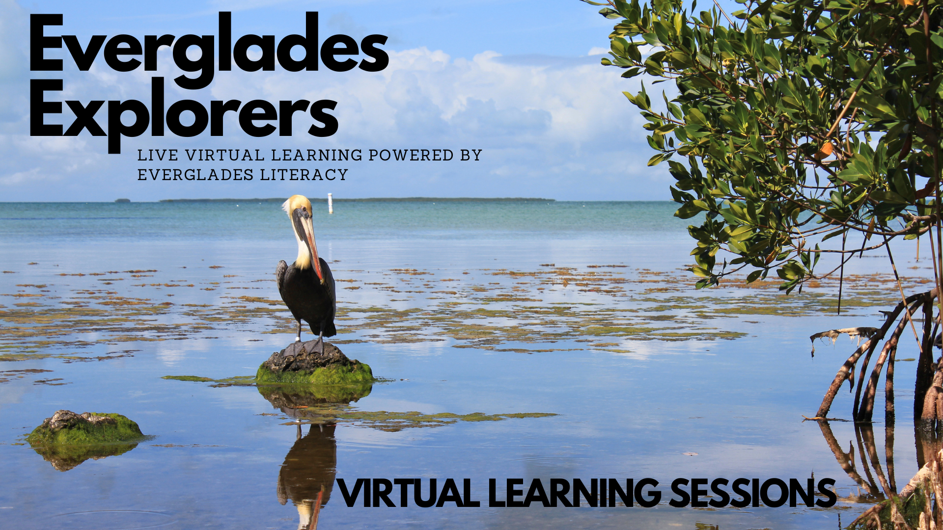 Learning LIVE online with the Everglades Foundation in this series ...