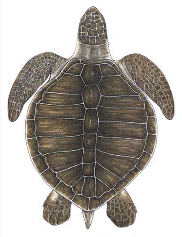 All About Sea Turtles