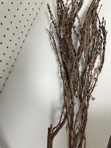 Mufandichimuka Resurrection Bush x3 | Zimfoods Uk