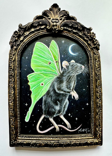 Actias Luna Rattus - Myomorphia Series 🔴 SOLD | louisemcnaught