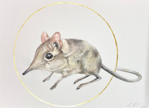Somali Sengi (The Cute Collection) | louisemcnaught