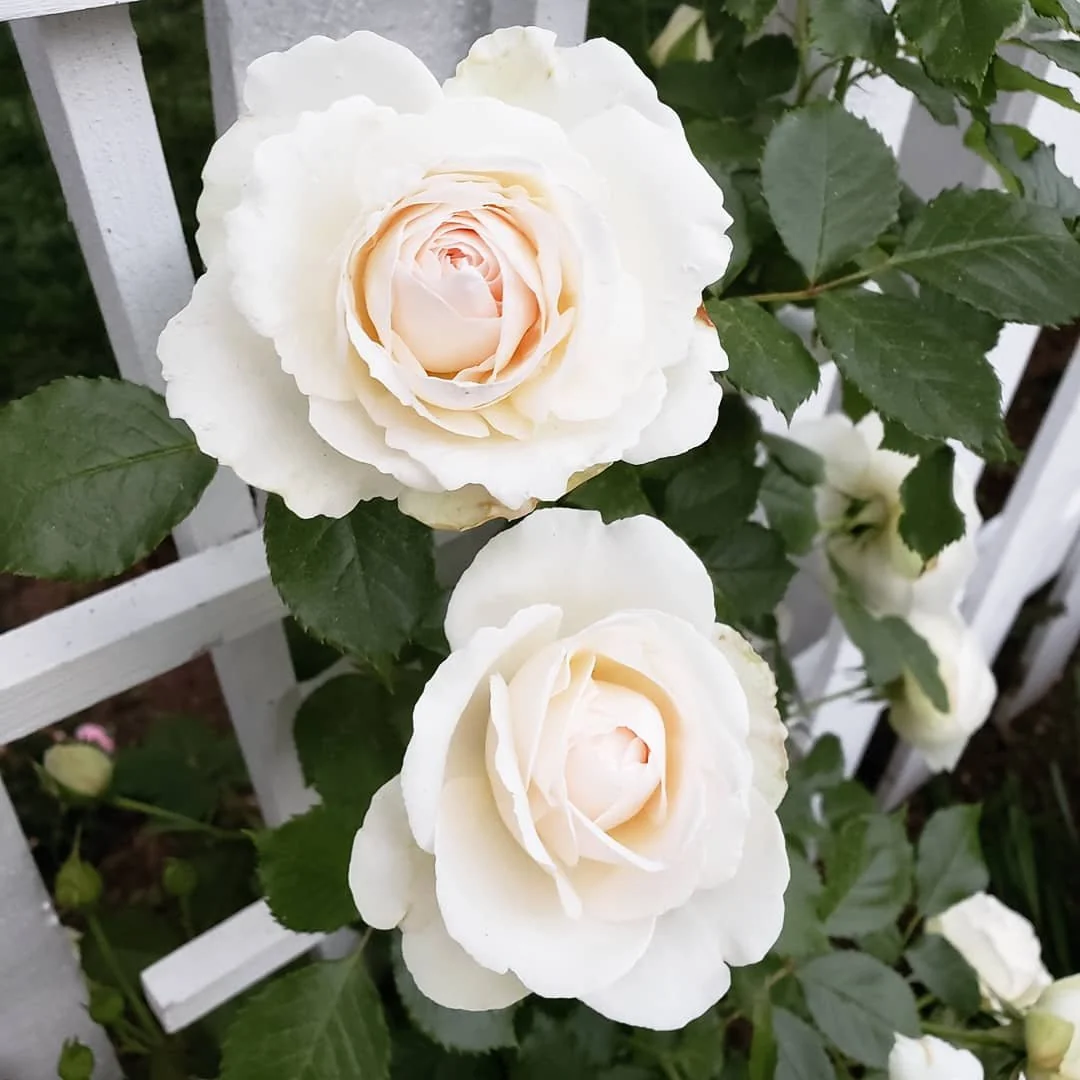 weeklyl bouquet subscription| EARTH ANGEL FLOWER