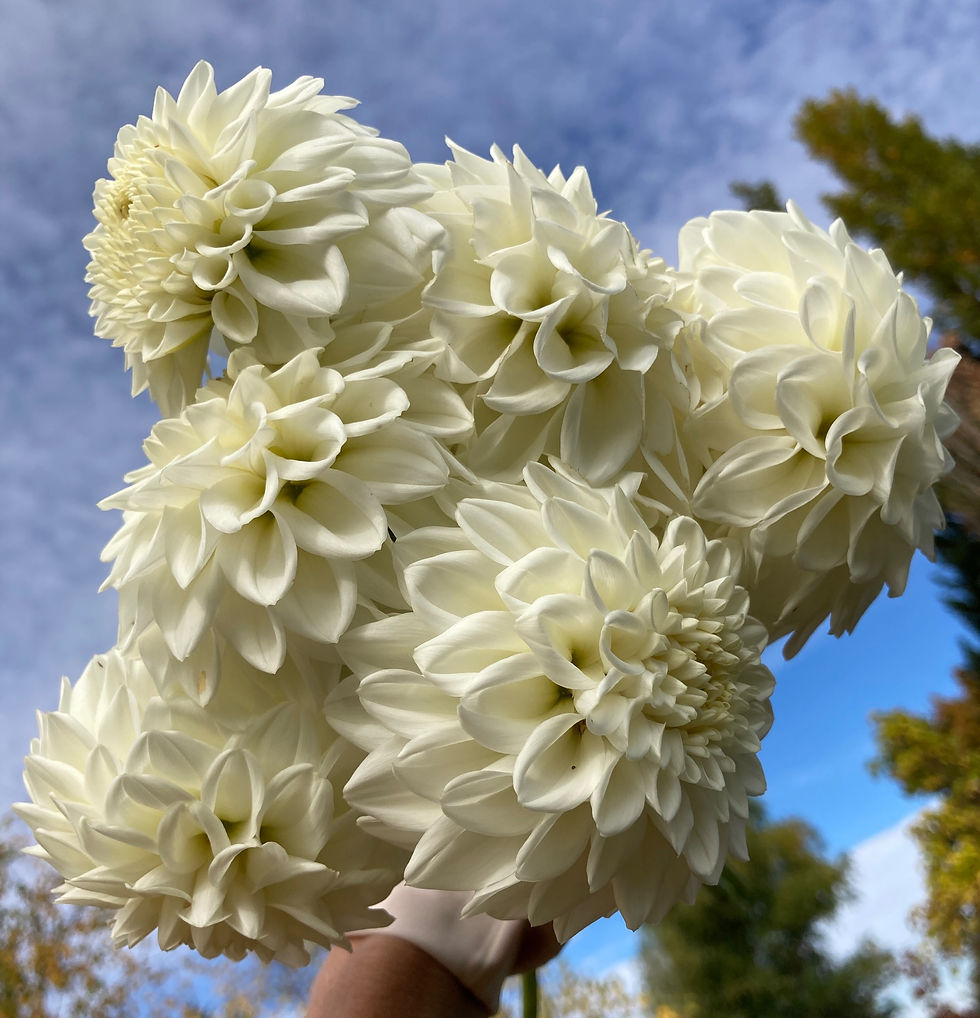 Dahlia tubers | EARTH ANGEL FLOWER