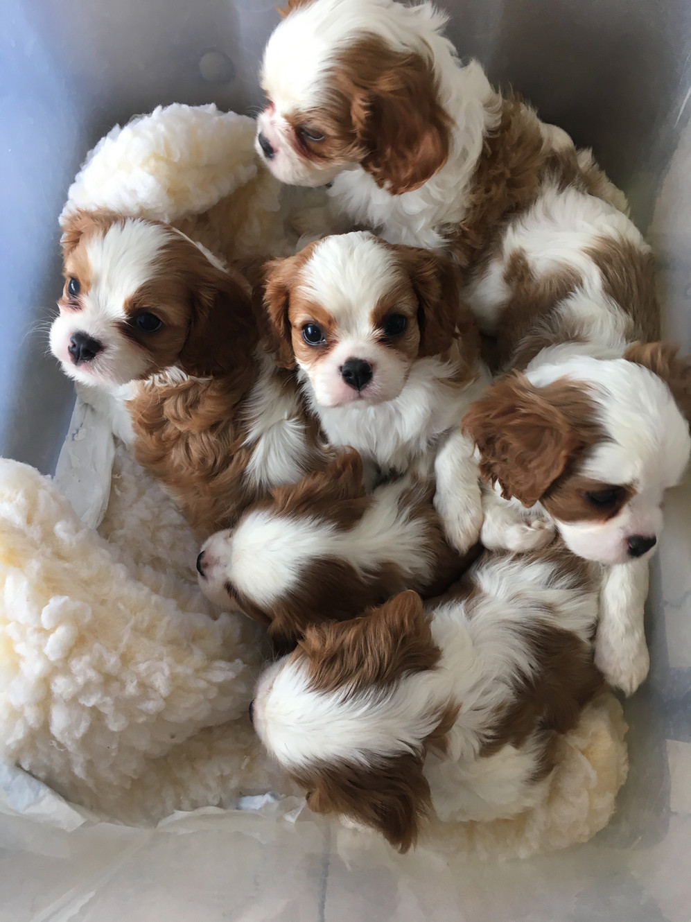 Cavalier Puppies in Southern California | Top Meadow Cavaliers San ...