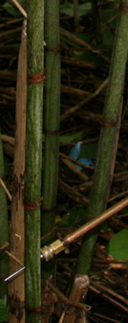 Chemical Stem Injection | County Cork | Knotweed Solutions
