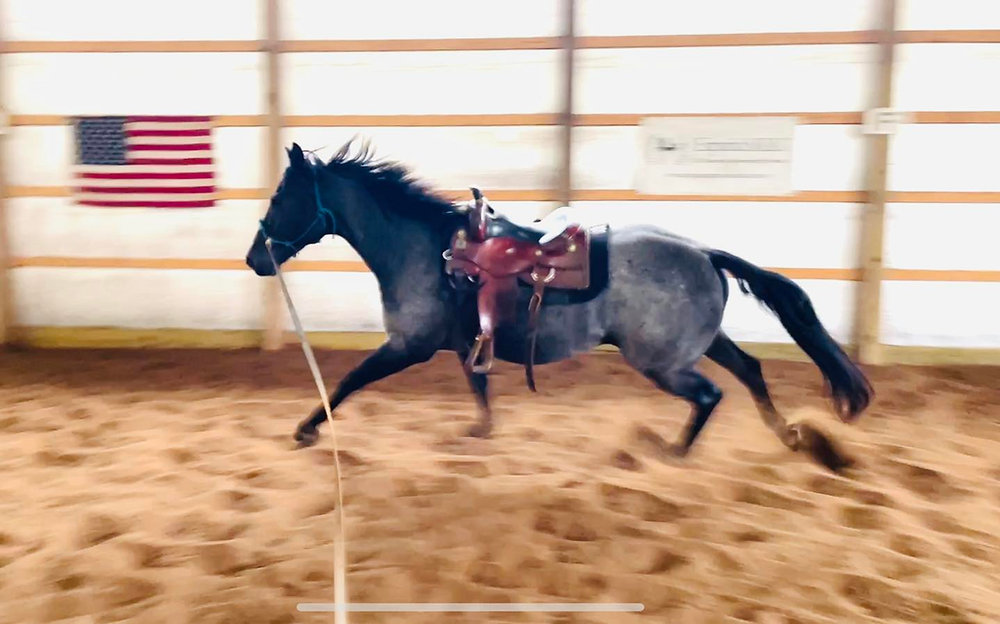 Teaching your horse to canter on the lunge line - Part 2