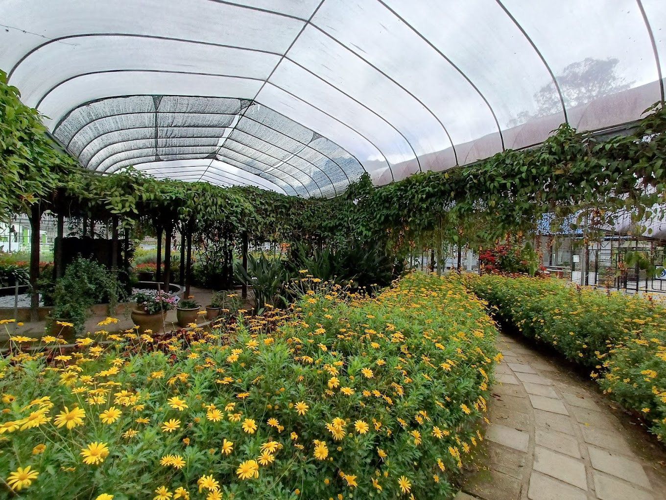 Agro Technology Park MARDI | Century Pines Resort Cameron Highlands
