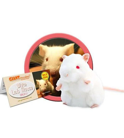 Ratón De Laboratorio Blanco