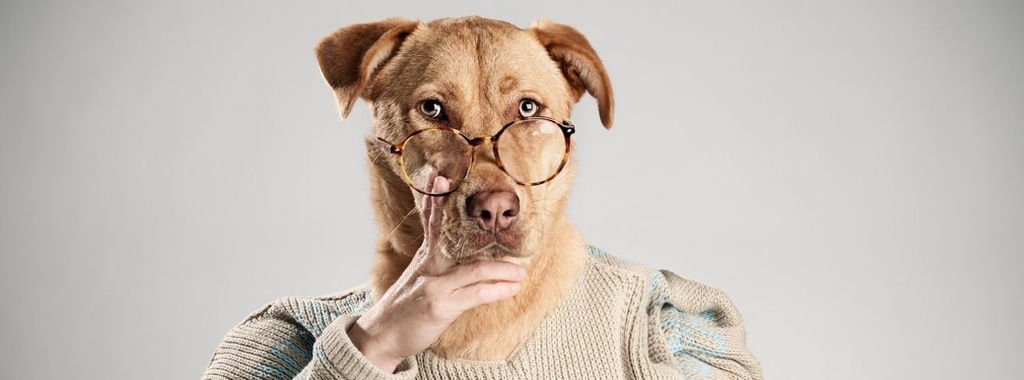 Online Scent Work Training | Scent Work University