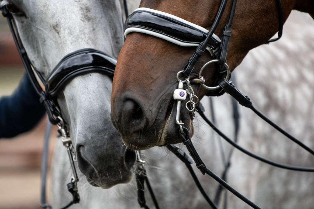 Mors pour chevaux de qualité supérieure