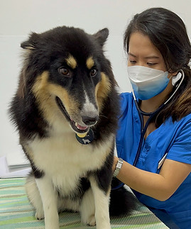 Our Services | Evervet Veterinary Clinic | Singapore