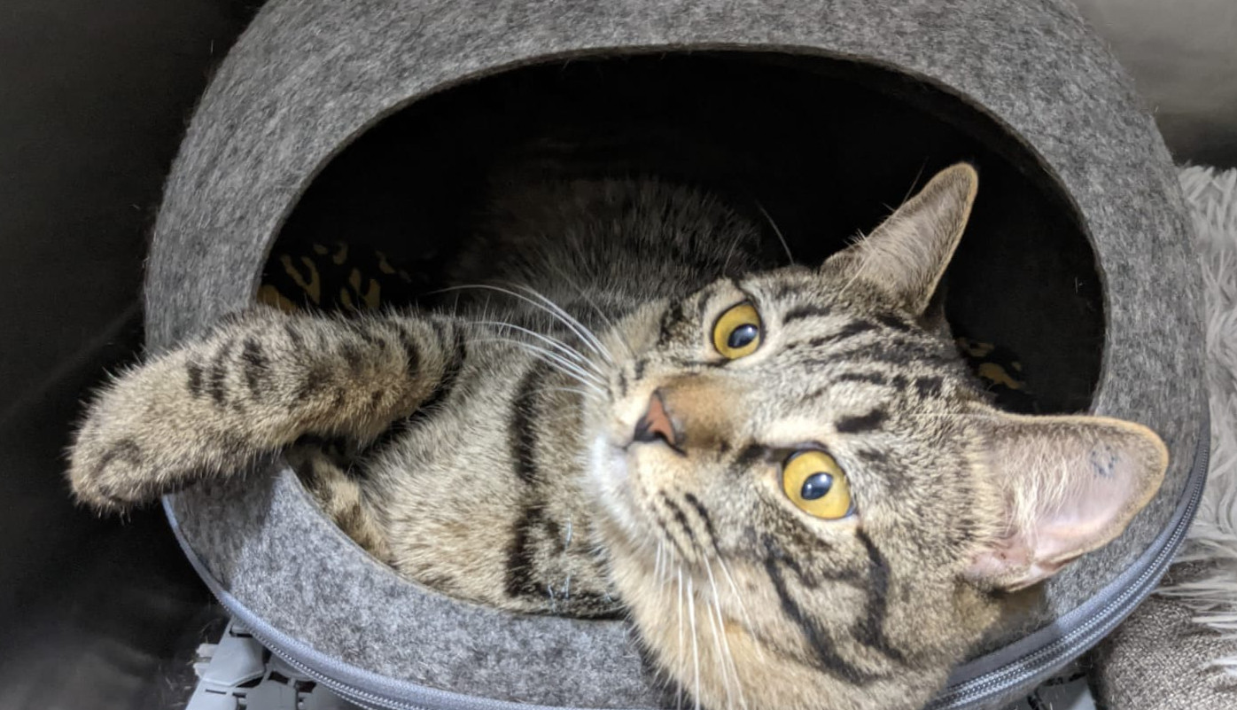 EverVet | Evervet Veterinary Clinic Singapore