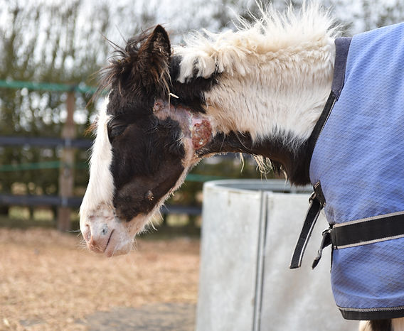 strangles outbreak uk