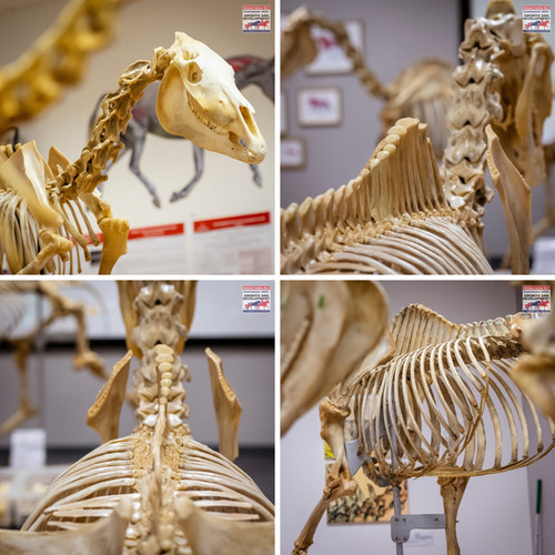 Dissection Workshop - Whole Horse | Horses Inside Out