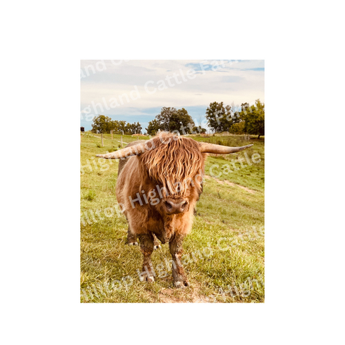 Digital Download - Jaunty standing