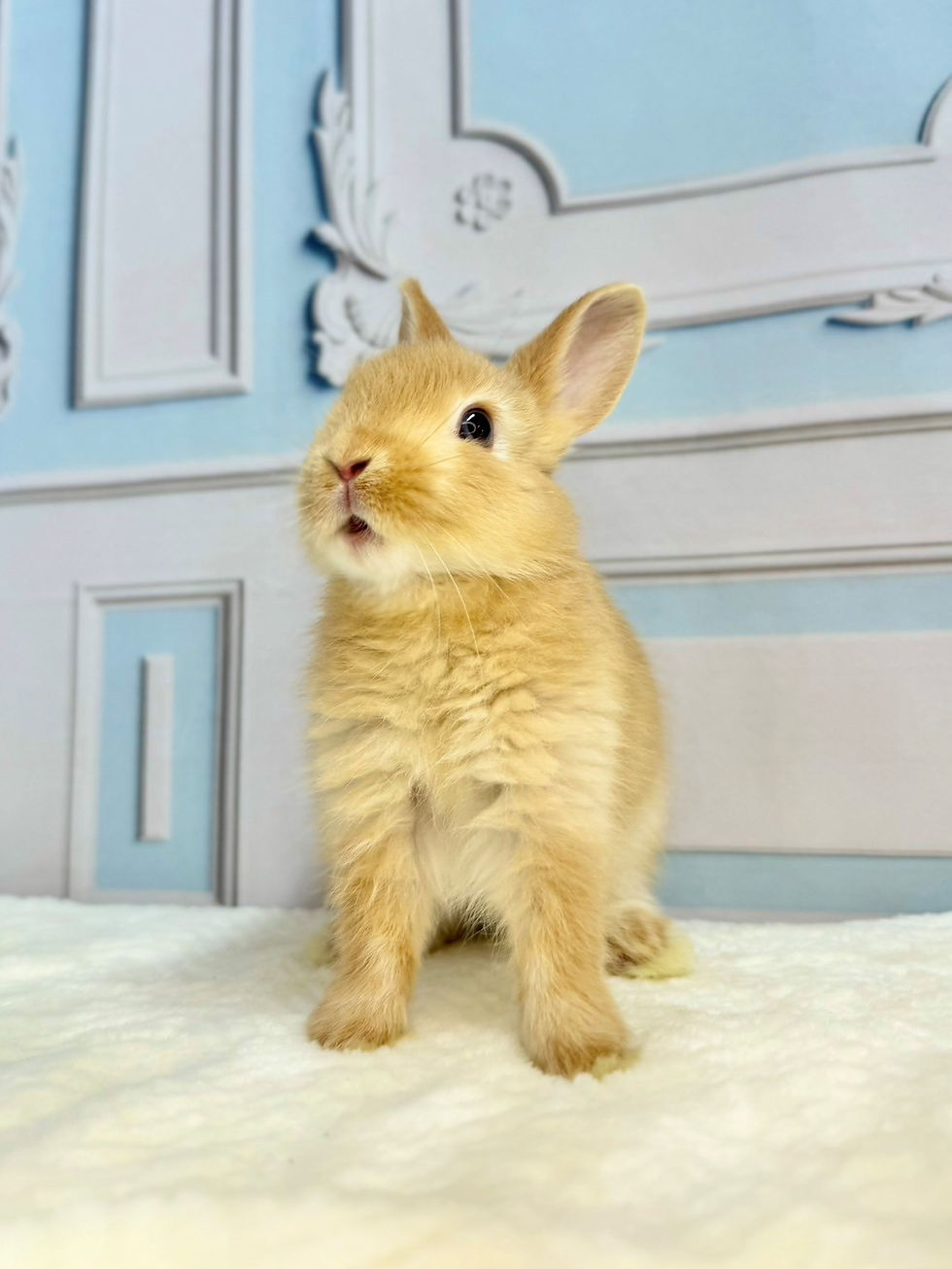 所沢店 | うさうさラビトリー