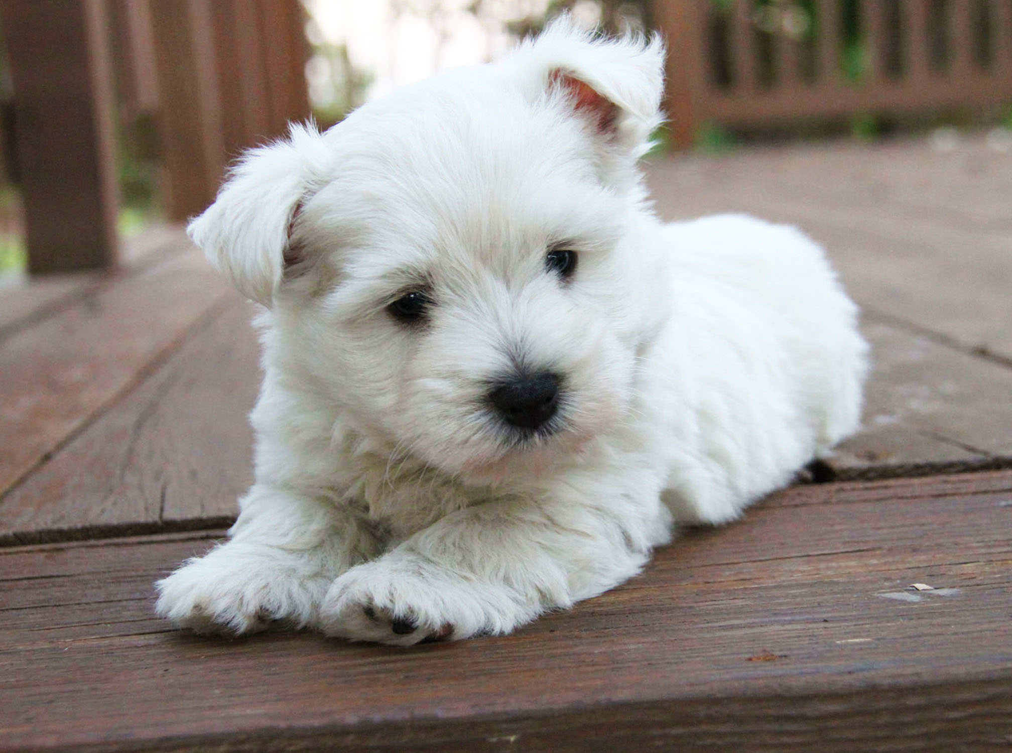 Westie Puppies | The West Acres | Missouri