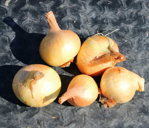 Organic Dutch Yellow Shallots Sets | Mnt Valley Garlic
