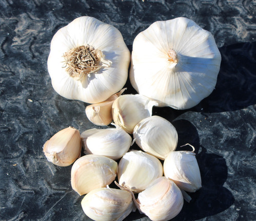 Oregon Blue (Softneck) | Mnt Valley Garlic