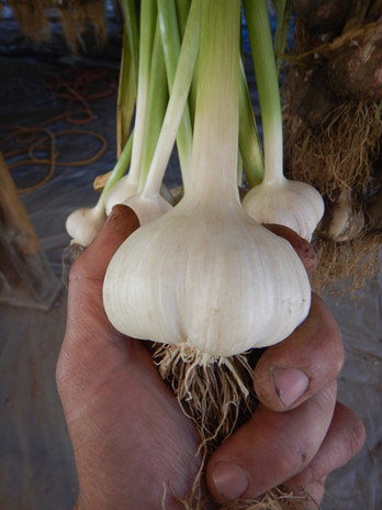 Buy Garlic Seed | Mountain Valley Garlic | Washington