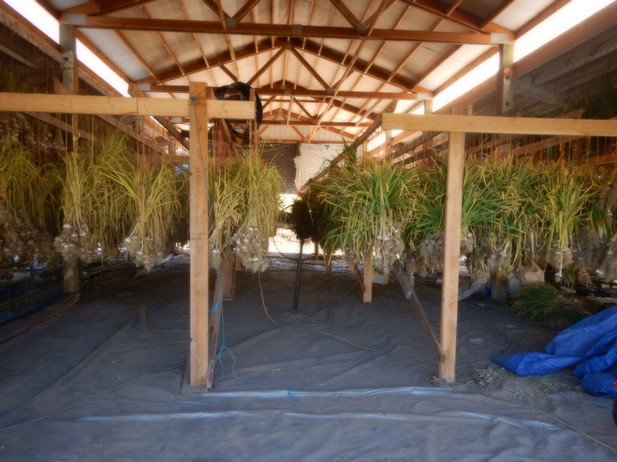 Frequently Asked Questions | Mnt Valley Garlic