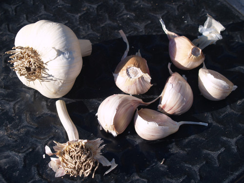 Susan Delafield | Mnt Valley Garlic