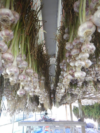 Garlic FAQ's | Mnt Valley Garlic