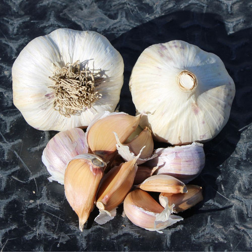 Killarney Red | Mnt Valley Garlic
