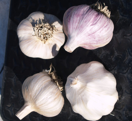 1 Pound Garlic Sampler | Mnt Valley Garlic