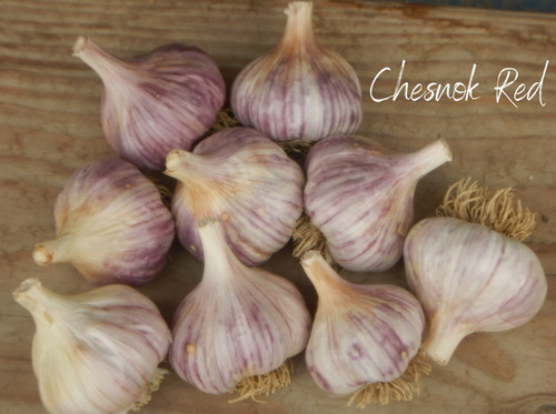 Chesnok Red Seed Garlic | Mnt Valley Garlic