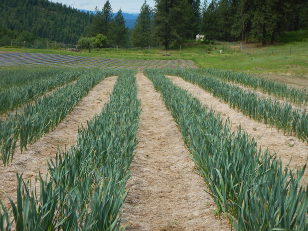 Garlic FAQ's | Mnt Valley Garlic