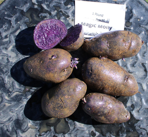 Magic Molly Fingerling | Mnt Valley Garlic Certified Organic Magic ...