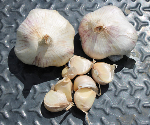 Kettle River Giant (Softneck) | Mnt Valley Garlic Certified Organic ...