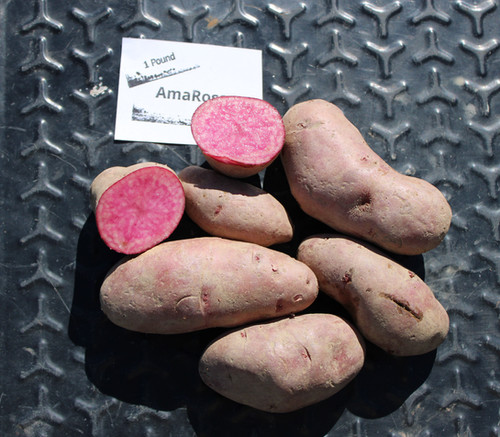 Ama Rosa Fingerling | Mnt Valley Garlic Certified Organic AmaRosa Seed ...