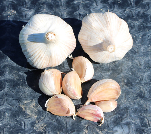 Island Rocambole | Mnt Valley Garlic