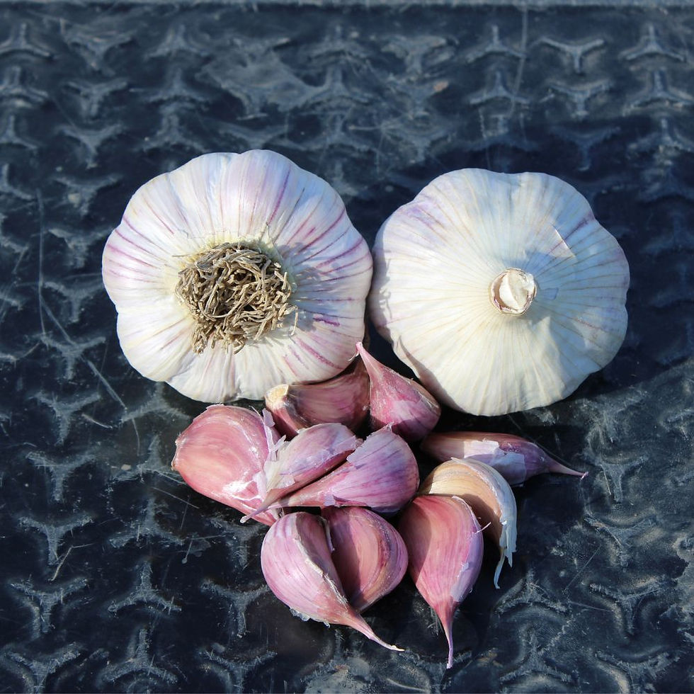 All Garlic Varieties | Mnt Valley Garlic