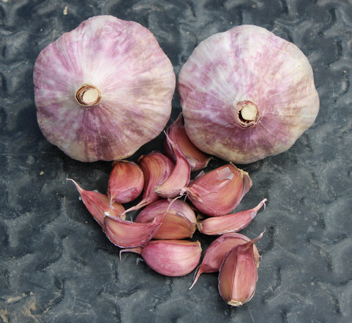 Chesnok Red | Mnt Valley Garlic